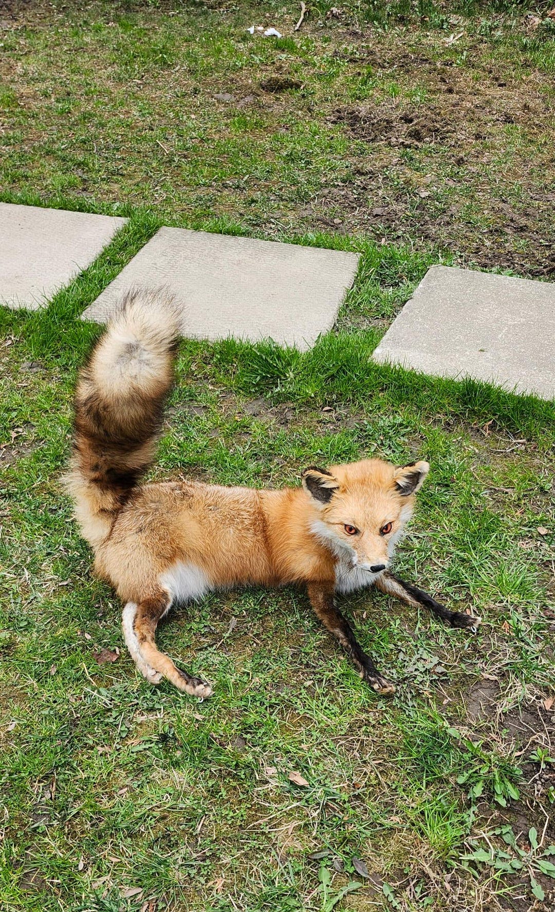 Fully Posable Soft Mount Red Fox Taxidermy - Etsy