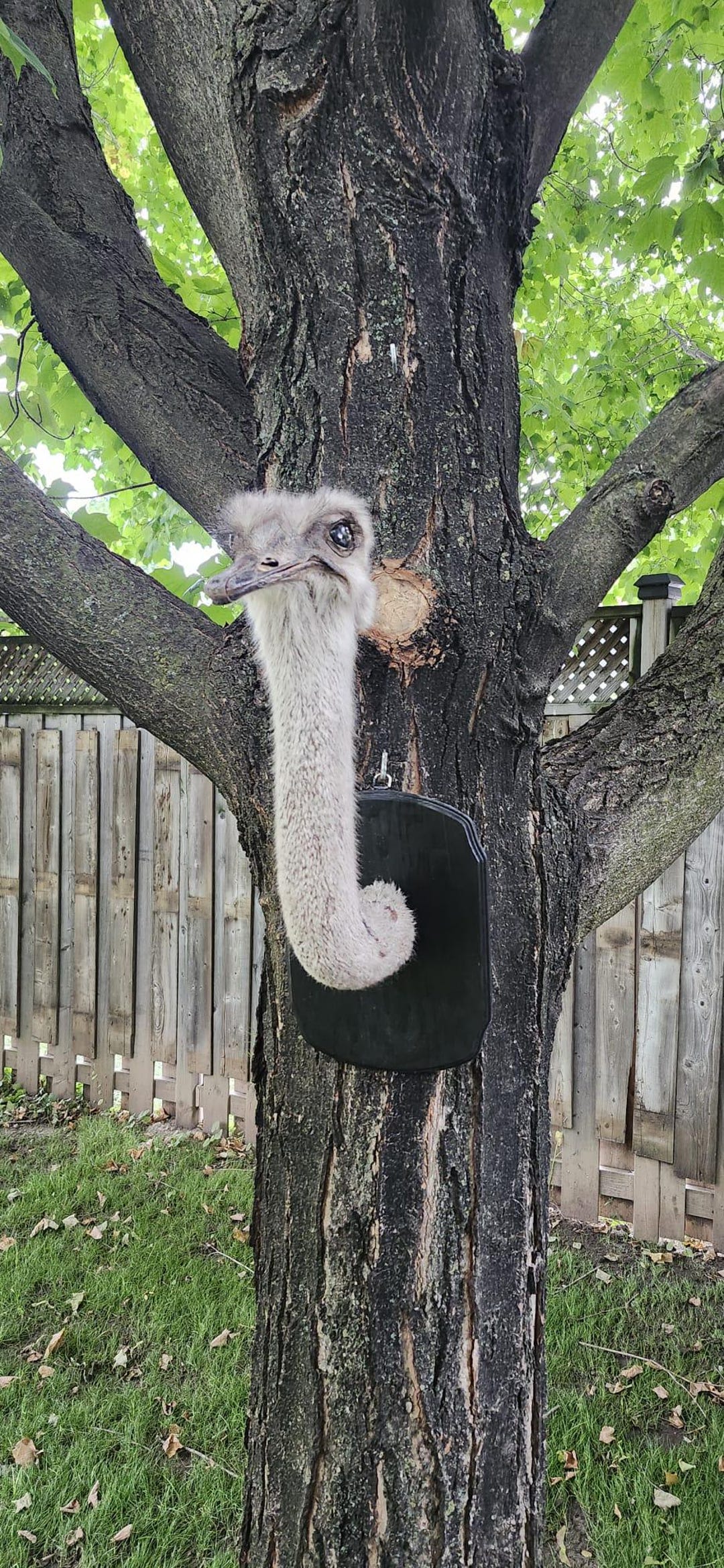 Head With Neck Ostrich Taxidermy Mount - Etsy