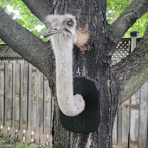 Head With Neck Ostrich Taxidermy Mount - Etsy