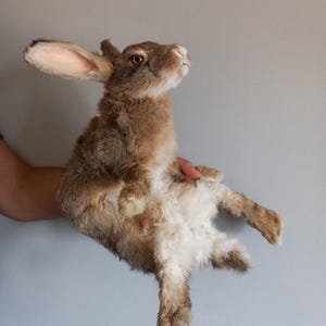 Brown Soft Mount Rabbit Taxidermy, Floppy Soft Mount Bunny - Etsy
