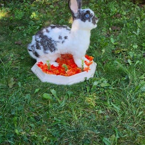 Very Nice Black and White Rabbit Taxidermy, Standing Bunny Mount ...