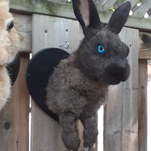 Two Shoulder Mounts Bunnies Taxidermy, Wall Mounted Black and Brown ...