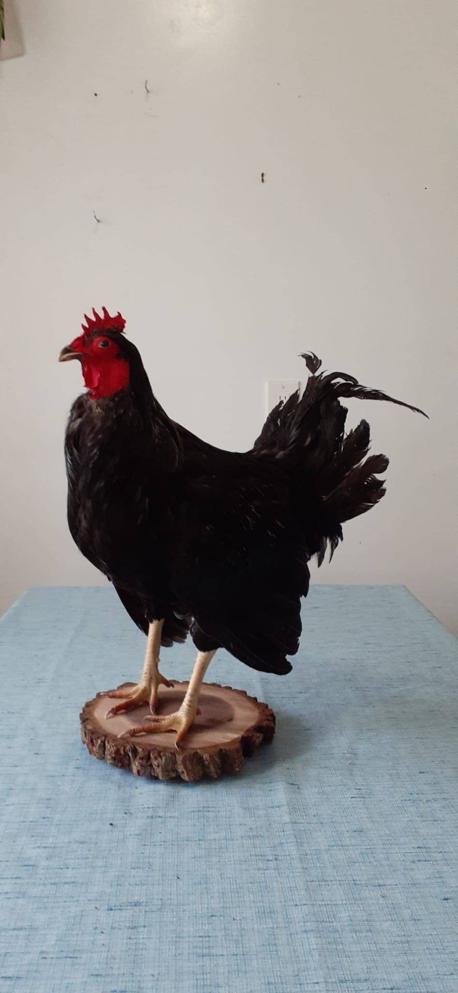 Black Rooster Taxidermy Rooster Mount Bird Taxidermy - Etsy