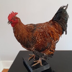 Standing Rooster Taxidermy With Nice Colors, Rooster Mount - Etsy
