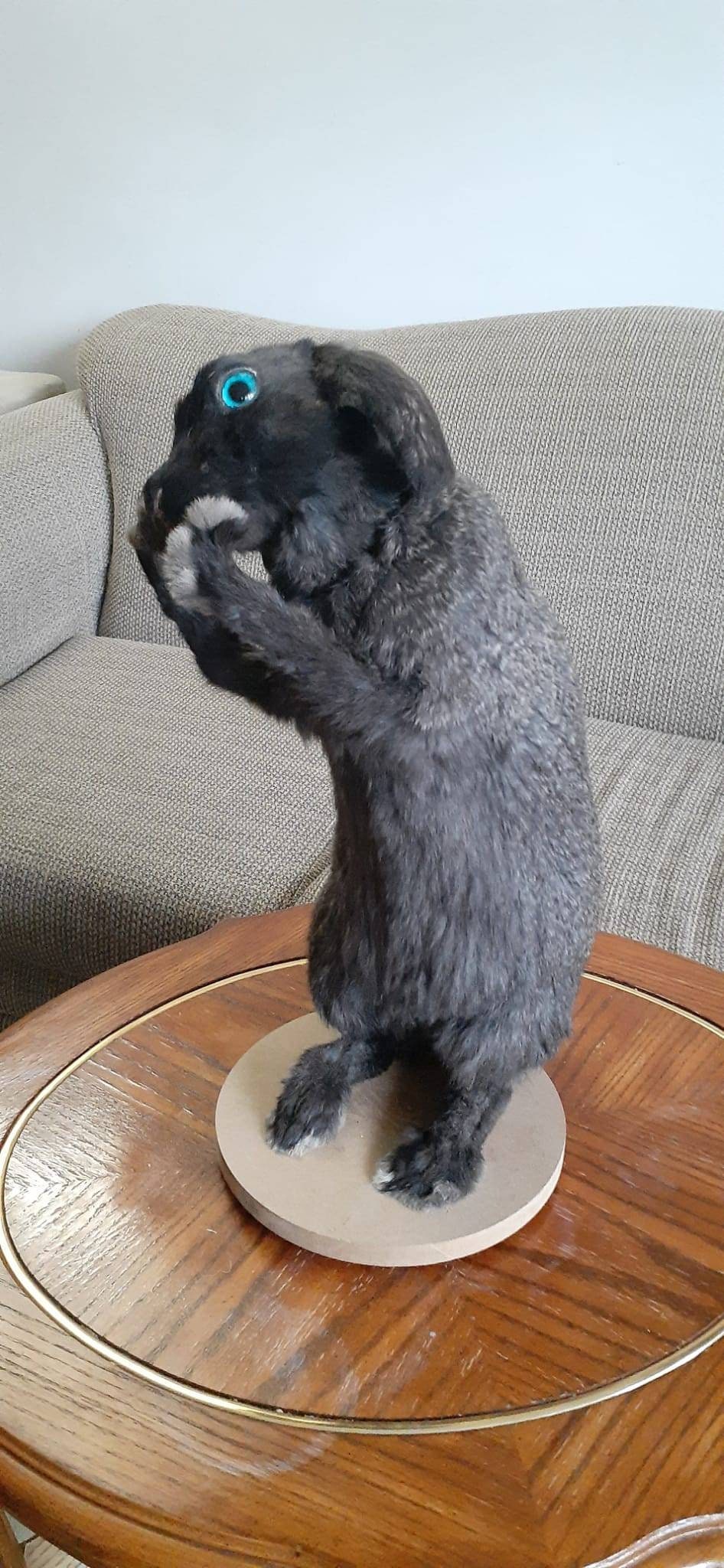 Standing Black Bunny Mount Taxidermy - Etsy