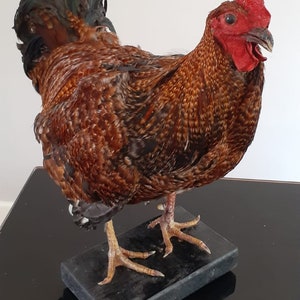 Standing Rooster Taxidermy With Nice Colors, Rooster Mount - Etsy