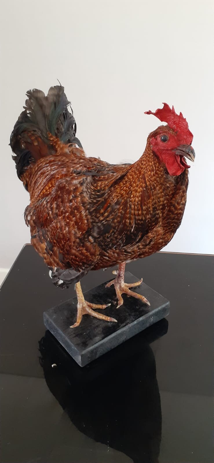 Standing Rooster Taxidermy With Nice Colors, Rooster Mount - Etsy