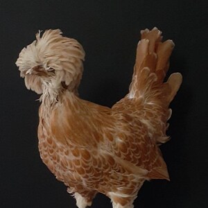 Unique Chicken Taxidermy, Bird Taxidermy, Chicken Mount - Etsy