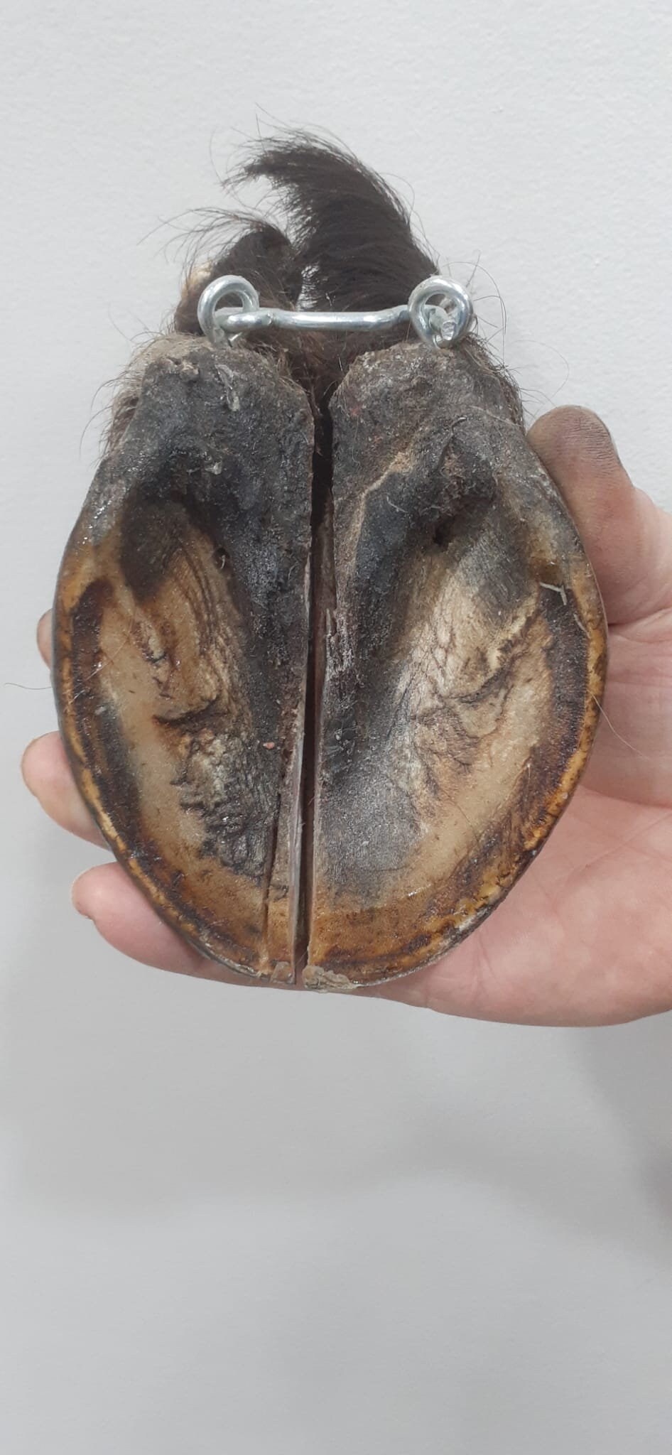 Horse Hoof Taxidermy Educational Piece Rare to Find High Quality Piece ...