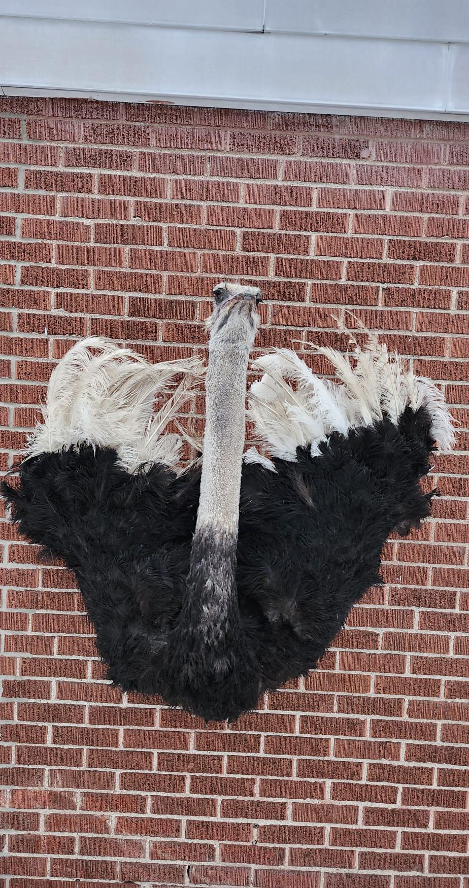 Half Life Size Ostrich Taxidermy Wall Mount - Etsy