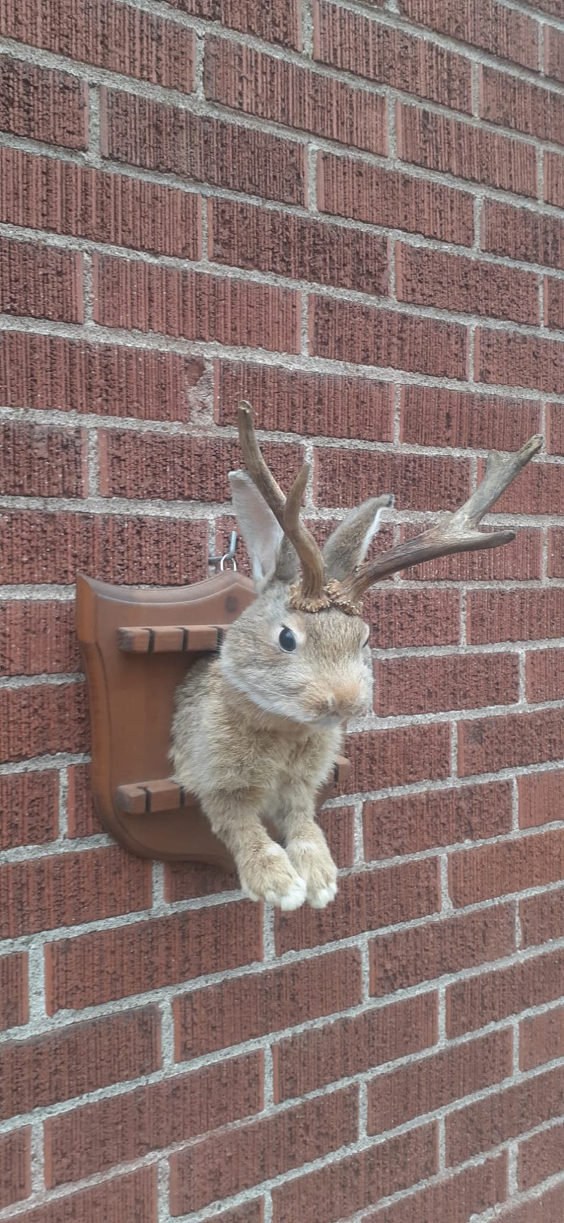 Massive Jackalope Taxidermy With Real Roe Deer Antlers on Vintage Plaque - Etsy