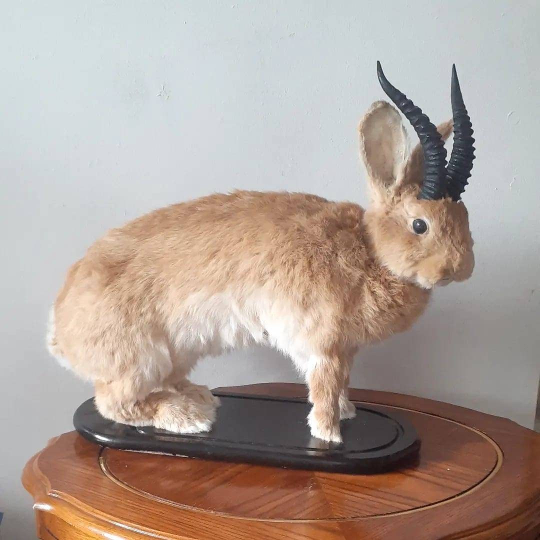 A Masive Brown Life Size Jackalope Taxidermy With Replica Black Horns ...