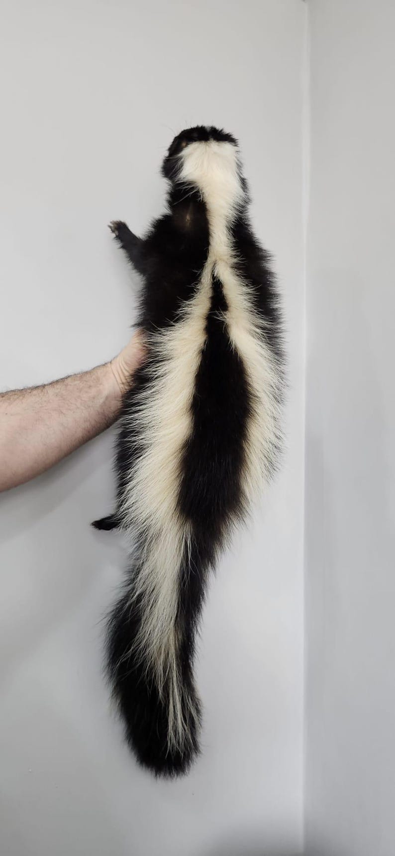 Floppy Soft Mount Skunk Taxidermy, High Quality Taxidermy - Etsy