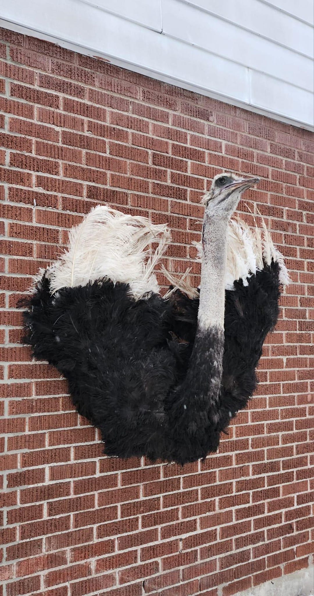 Half Life Size Ostrich Taxidermy Wall Mount - Etsy