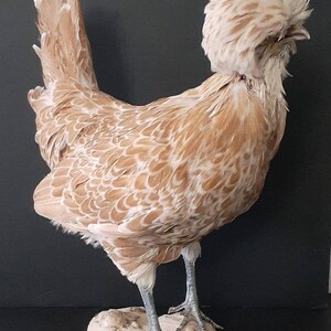 Unique Chicken Taxidermy, Bird Taxidermy, Chicken Mount - Etsy