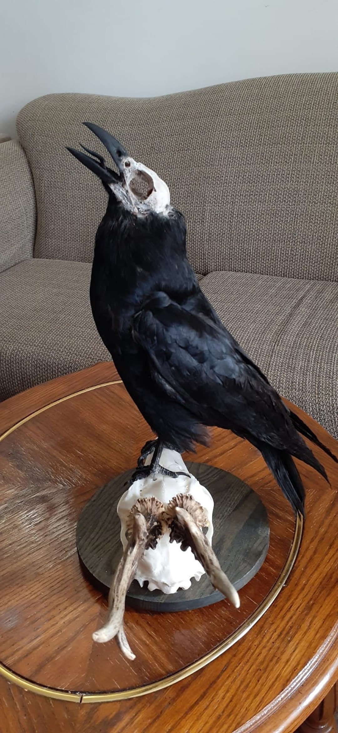 Standing European Crow Taxidermy With Skull Exposed on a Roe - Etsy