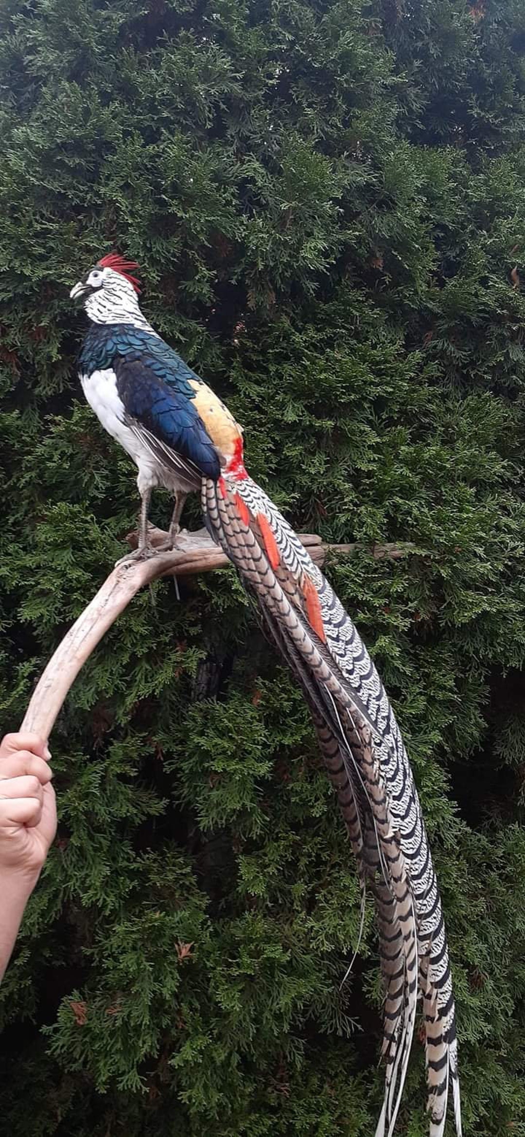 Long Tail Lady Amherst Pheasant Taxidermy, Wall Mounted Bird - Etsy