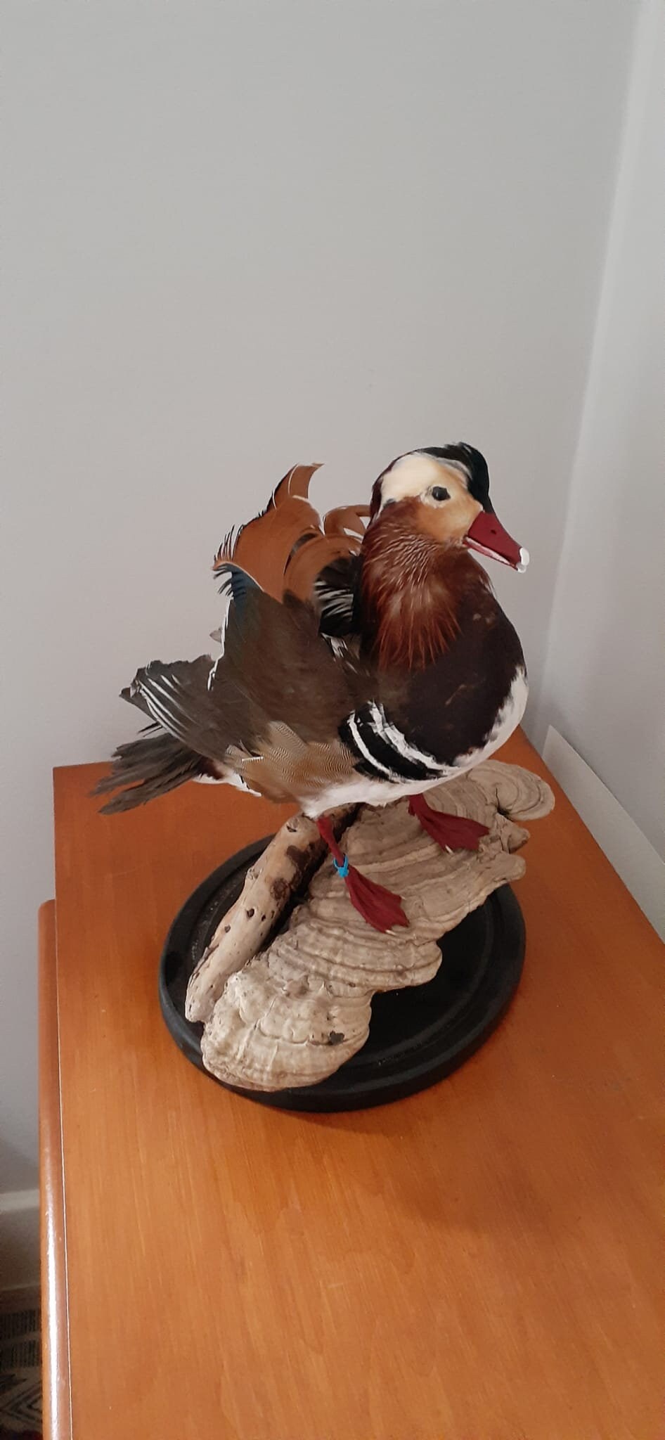 Very Nice Standing Mandarin Duck Taxidermy, Bird Taxidermy - Etsy