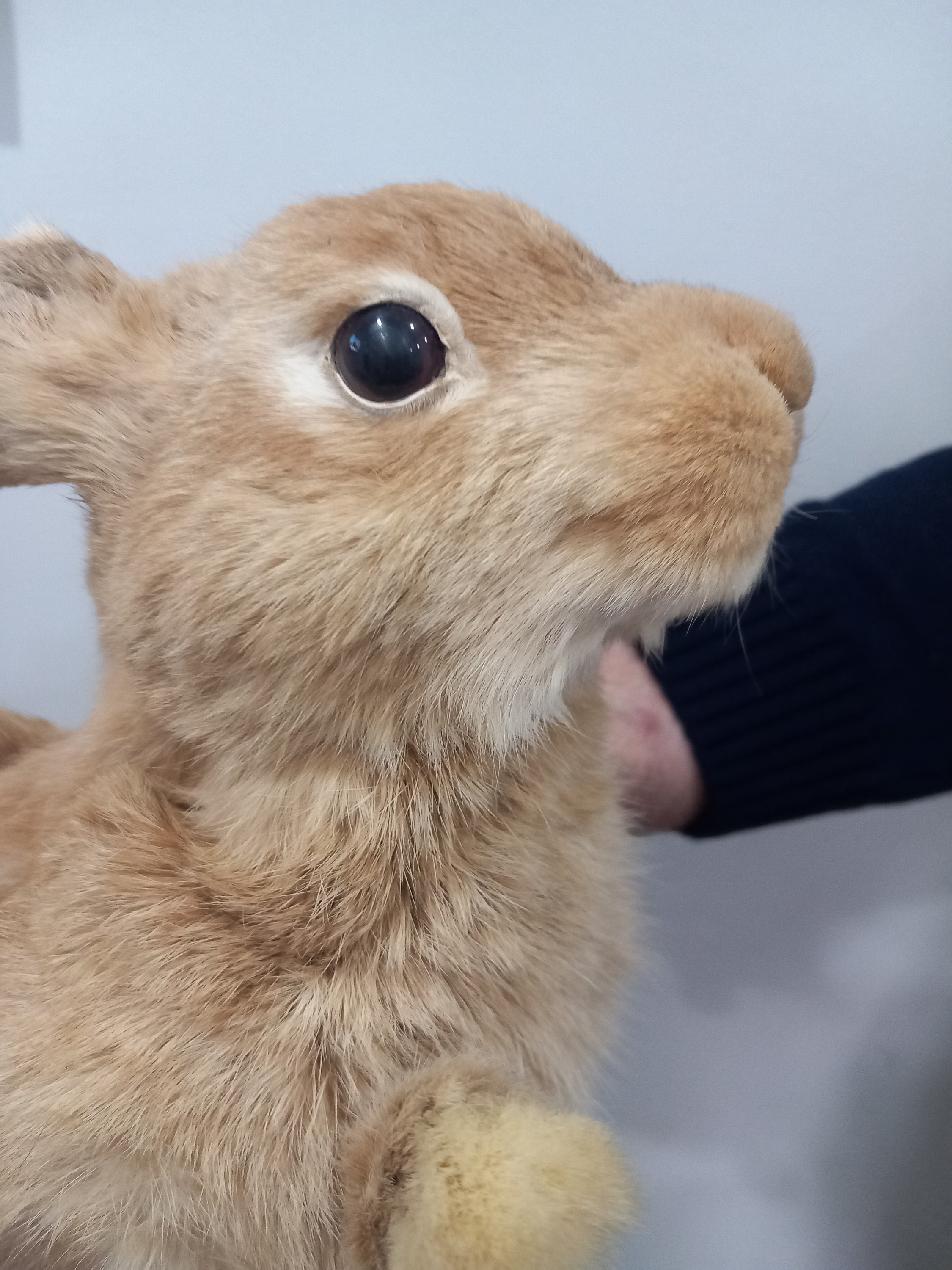 Posable Soft Mount Rabbit Taxidermy, Orange Bunny Taxidermy - Etsy
