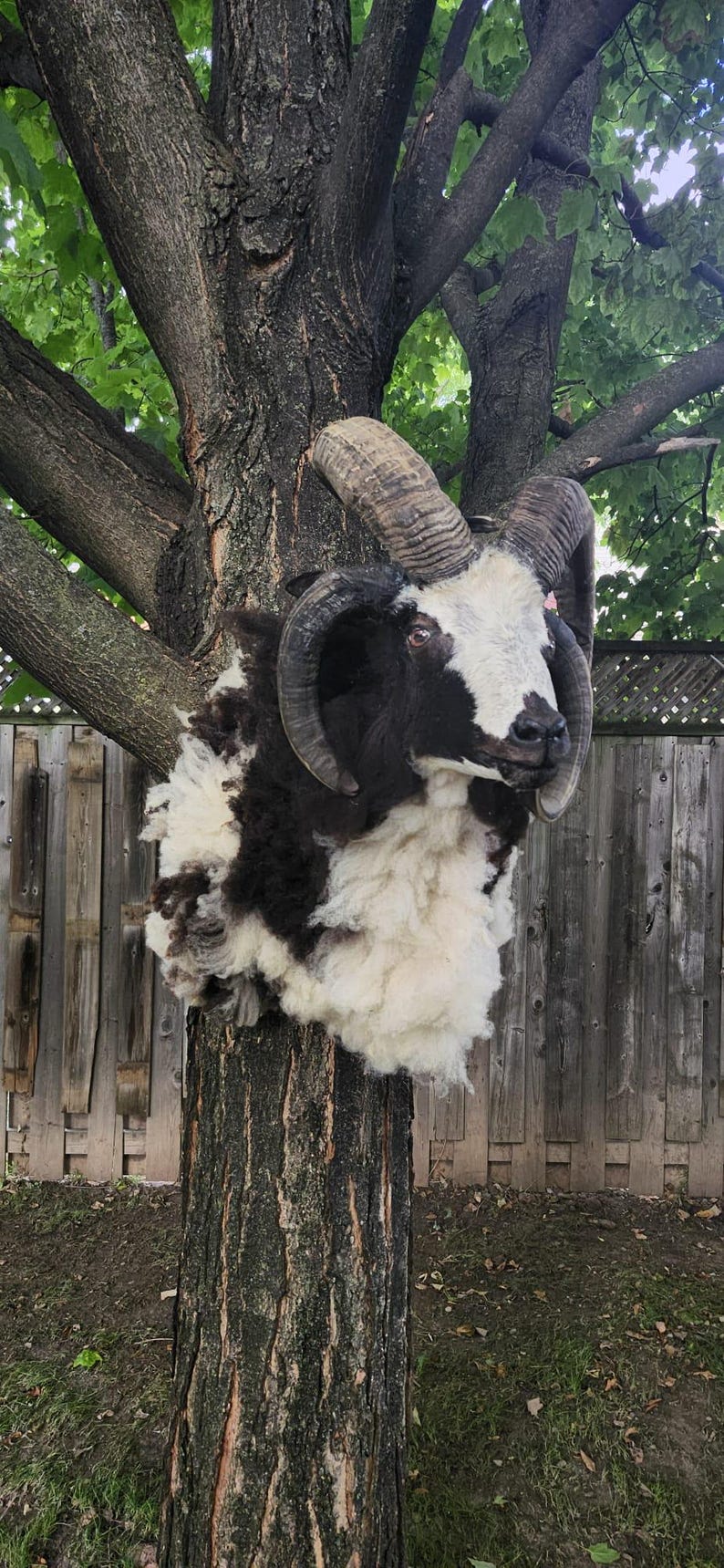 Shoulder Mount Five Horns Jacob Sheep Taxidermy - Etsy