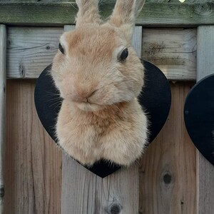 Two Shoulder Mounts Bunnies Taxidermy, Wall Mounted Black and Brown ...