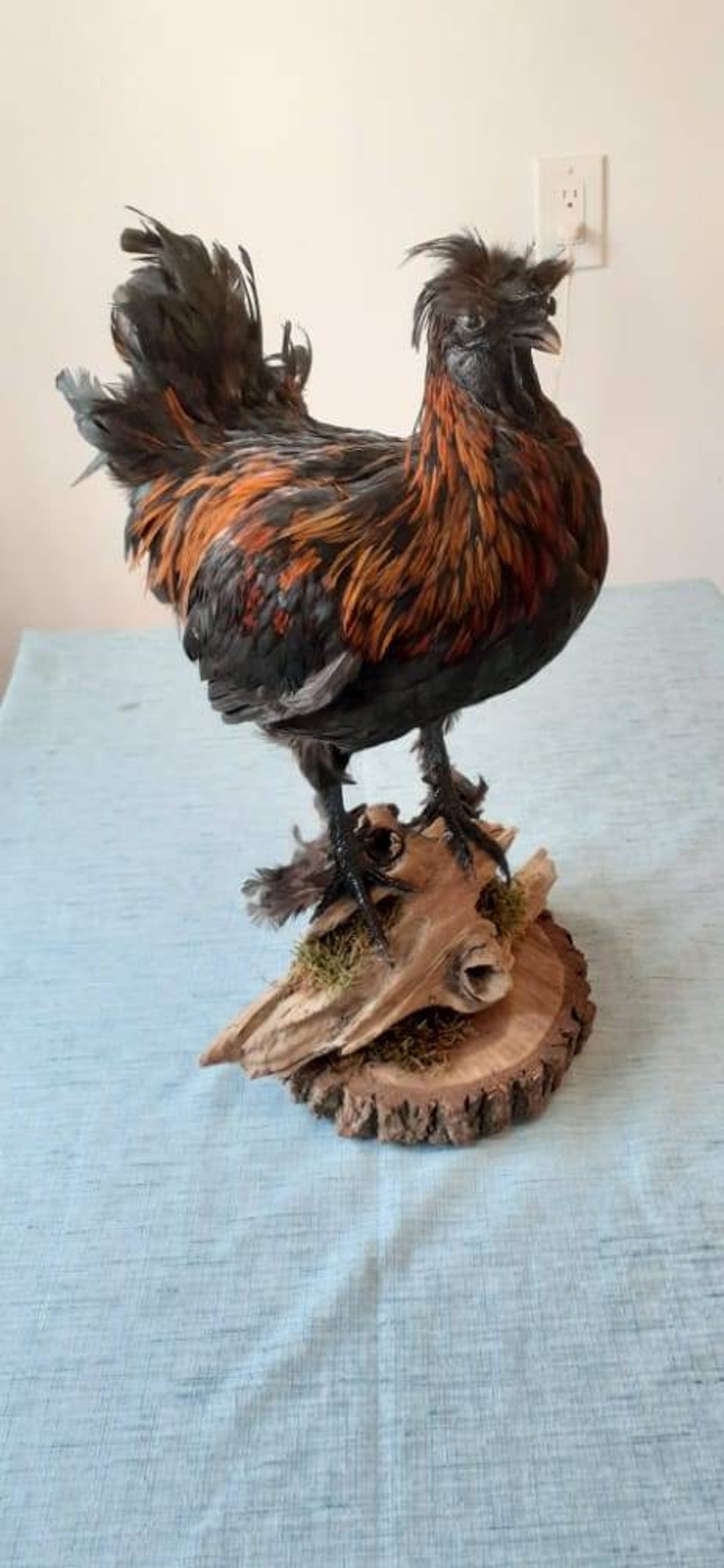 Unique Rooster Taxidermy Has Five Toes in Each Foot, Bird Taxidermy ...