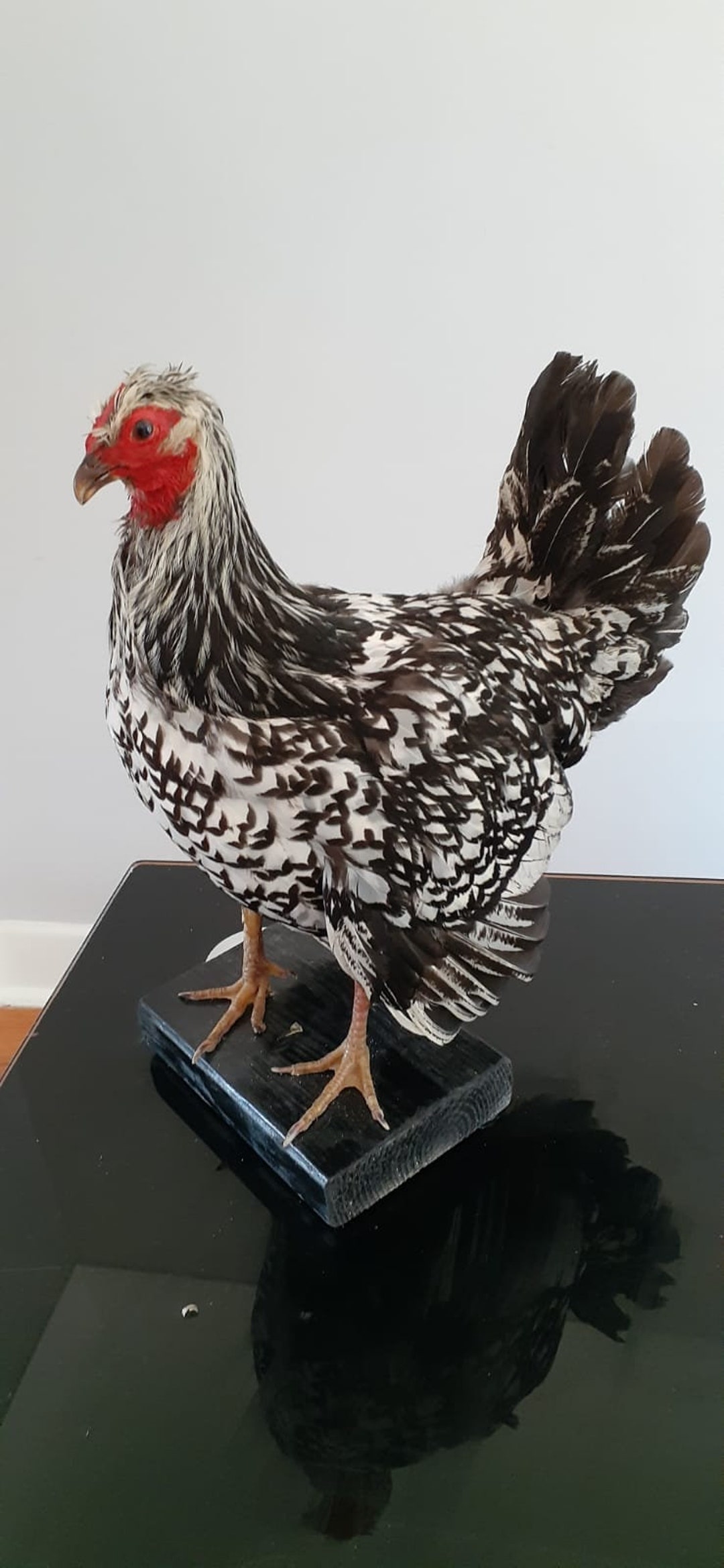 Very Pretty Chicken Taxidermy, Chicken Mount, Bird Taxidermy, Rooster ...