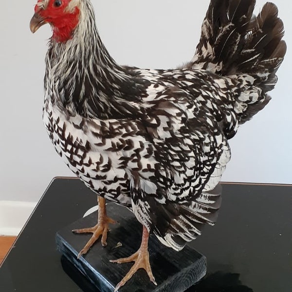 Taxidermy Chicken - Etsy