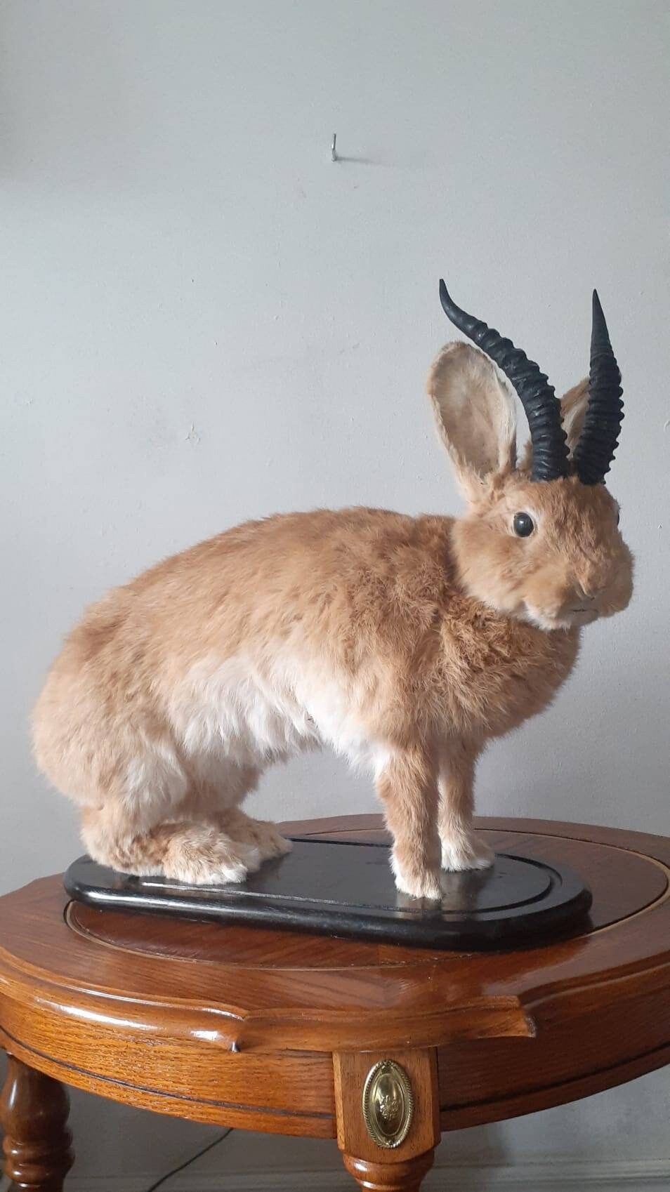 A Masive Brown Life Size Jackalope Taxidermy With Replica Black Horns ...