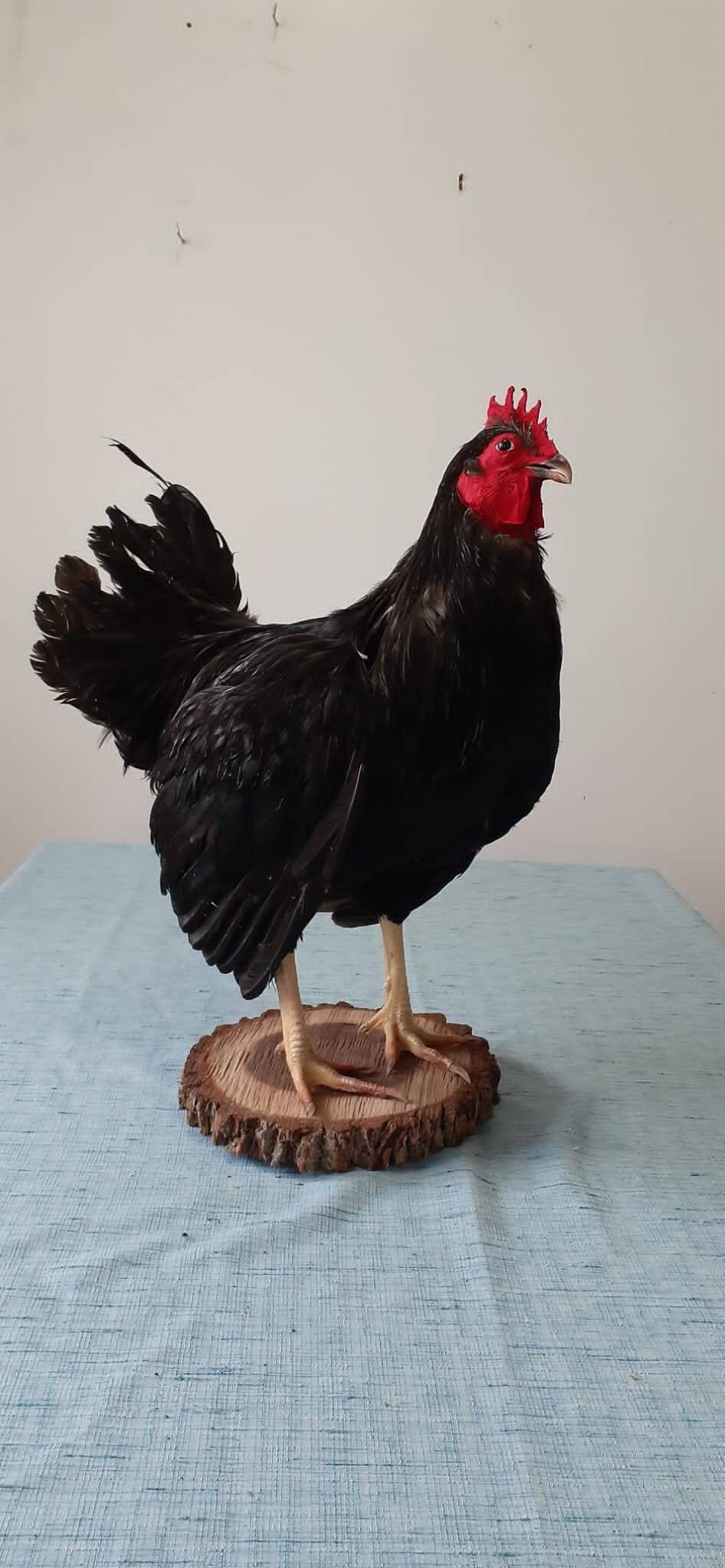 Black Rooster Taxidermy, Rooster Mount, Bird Taxidermy, Chicken ...