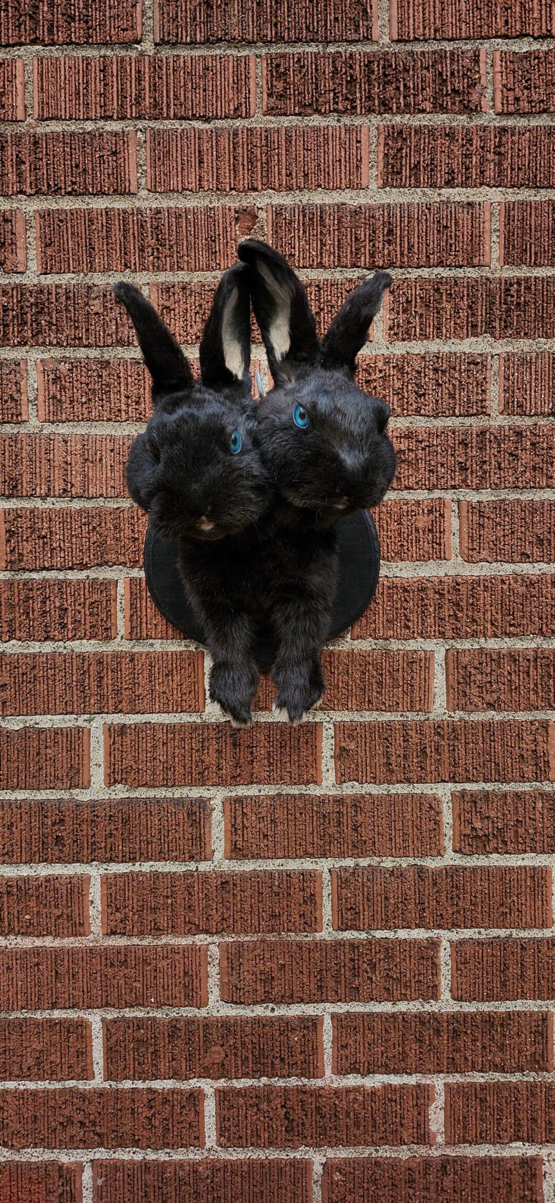 Two Headed Black Shoulder Mount Rabbit Taxidermy, Bunny Beast Wall ...