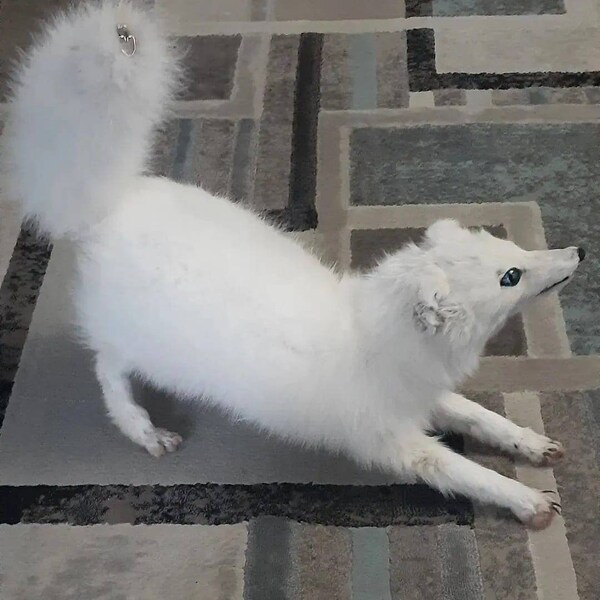 Soft Mount Wolf Taxidermy - Etsy