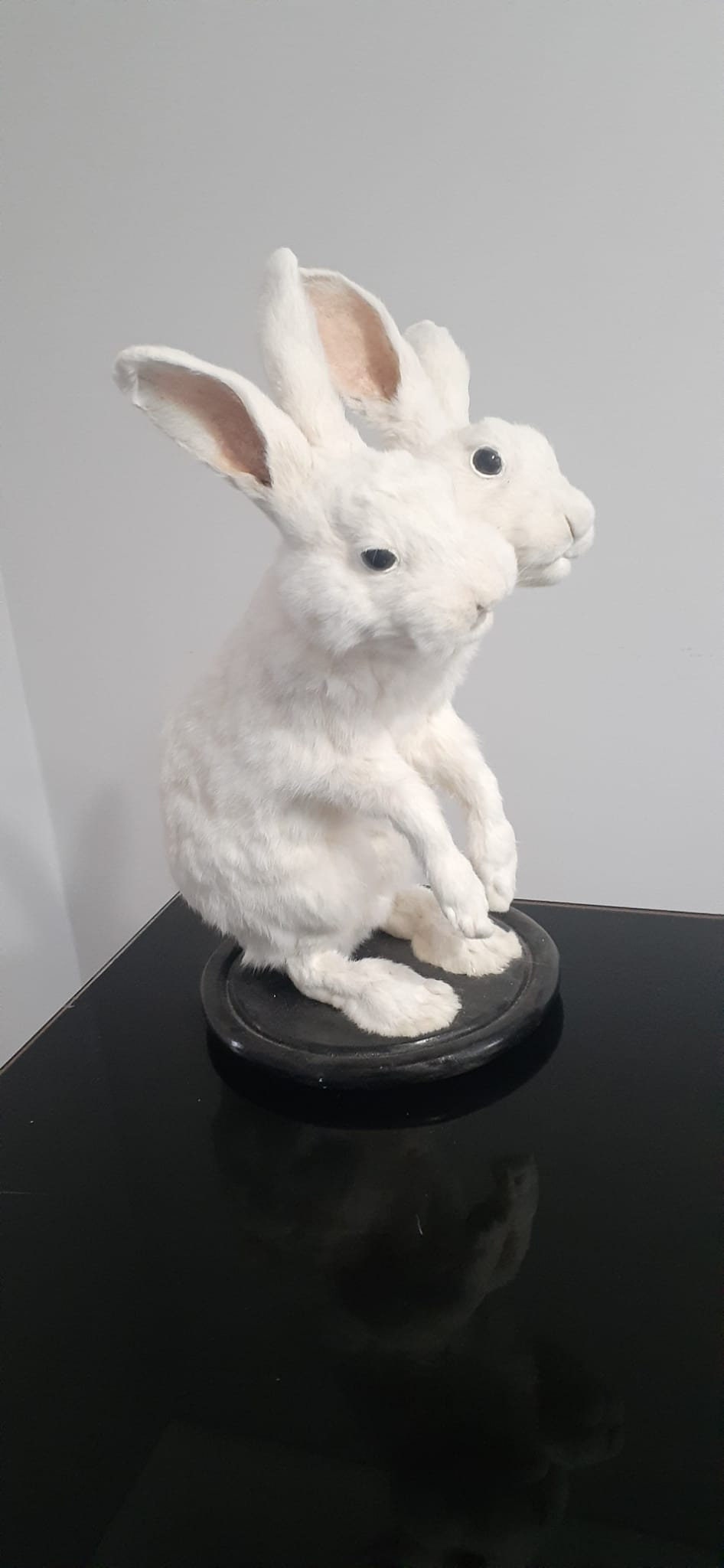 Two Headed Beast Rabbit Taxidermy, Standing White Bunny Mount ...