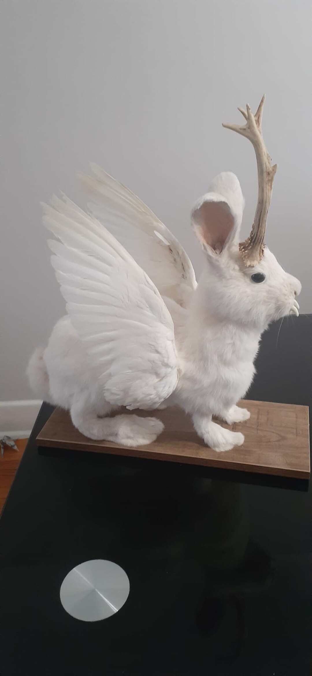 White Wolpertinger Taxidermy, Open Wings Rabbit Wolpertinger Mount ...