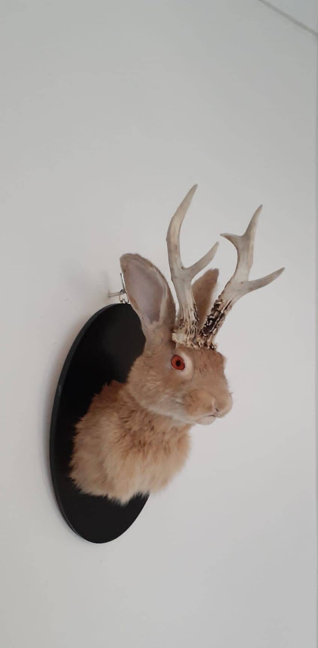Brown Jackalope Taxidermy With Real Roe Deer Antlers, Orange Brown ...