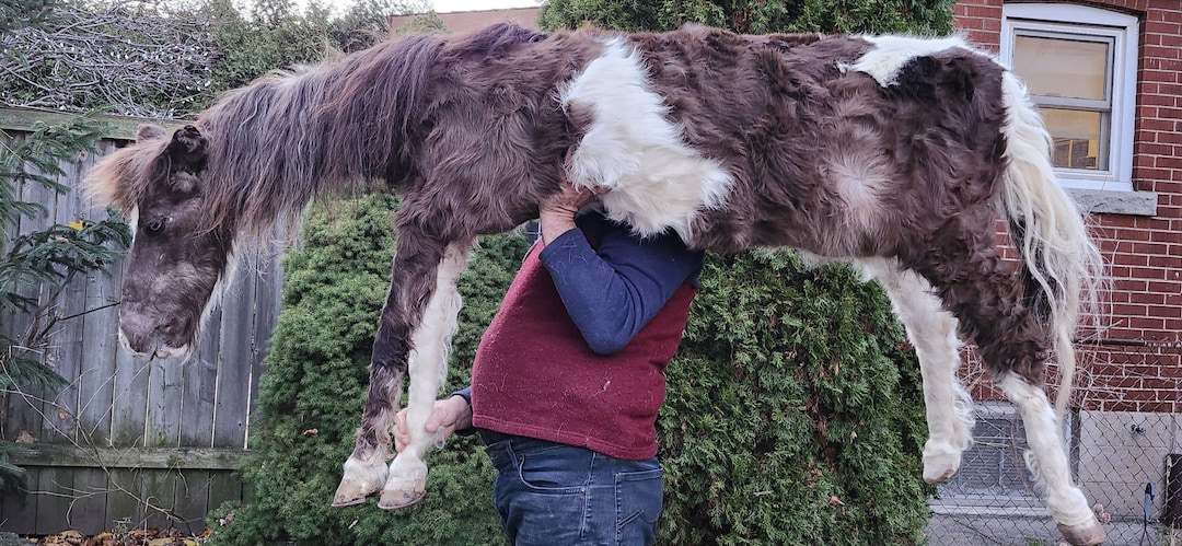 Rare to Find Soft Mount Full Body Horse Taxidermy. Horse Taxidermy - Etsy