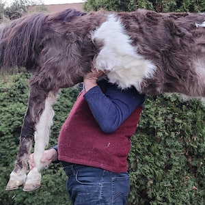 Rare to Find Soft Mount Full Body Horse Taxidermy. Horse Taxidermy - Etsy