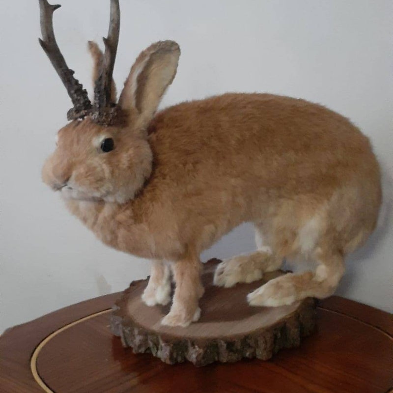 Jackalope Mount - Etsy
