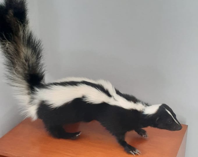 XL Posable Soft Mount Skunk Taxidermy - Etsy