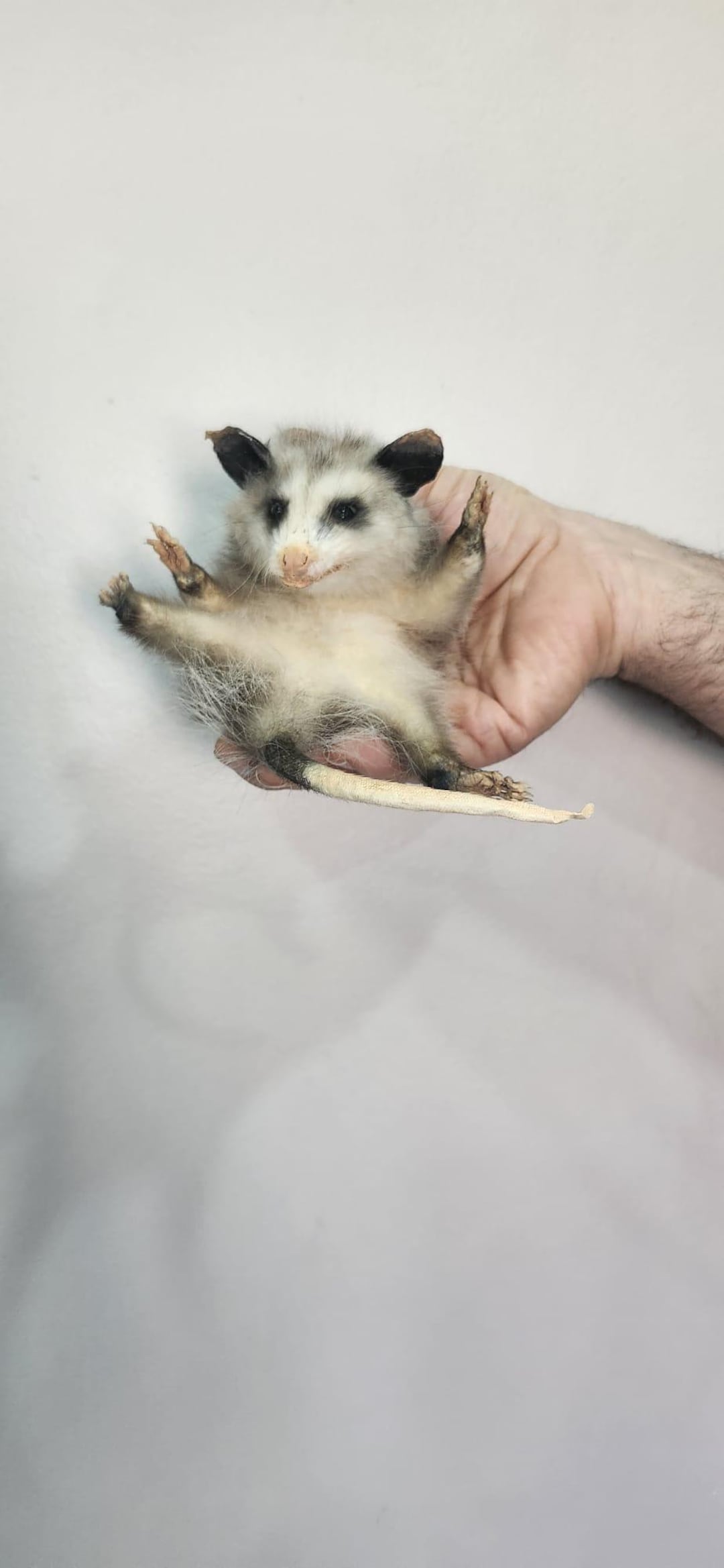 Soft Mount Baby Opossum Taxidermy - Etsy