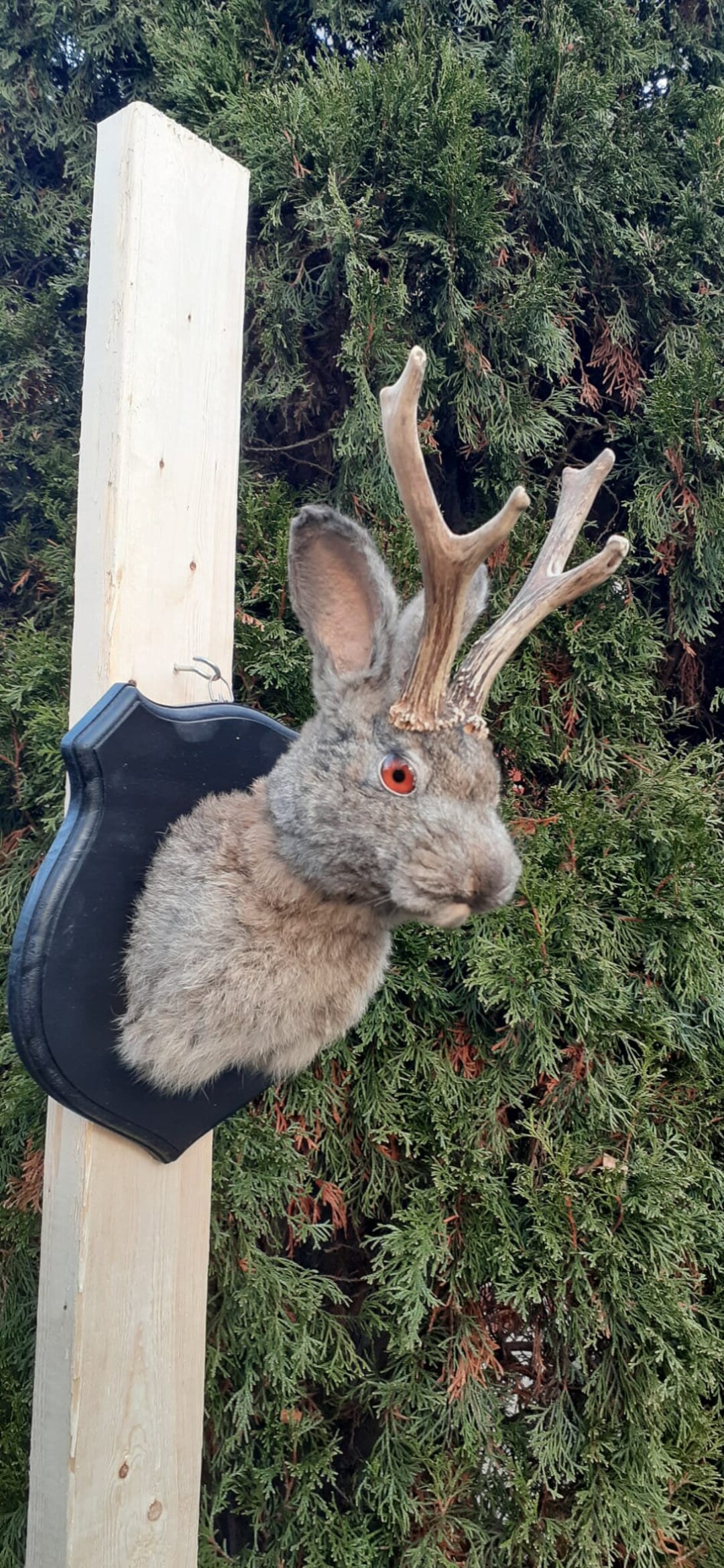 Dark Gray Brownish Jackalope Taxidermy, Shoulder Mount Rabbit, Bunny ...