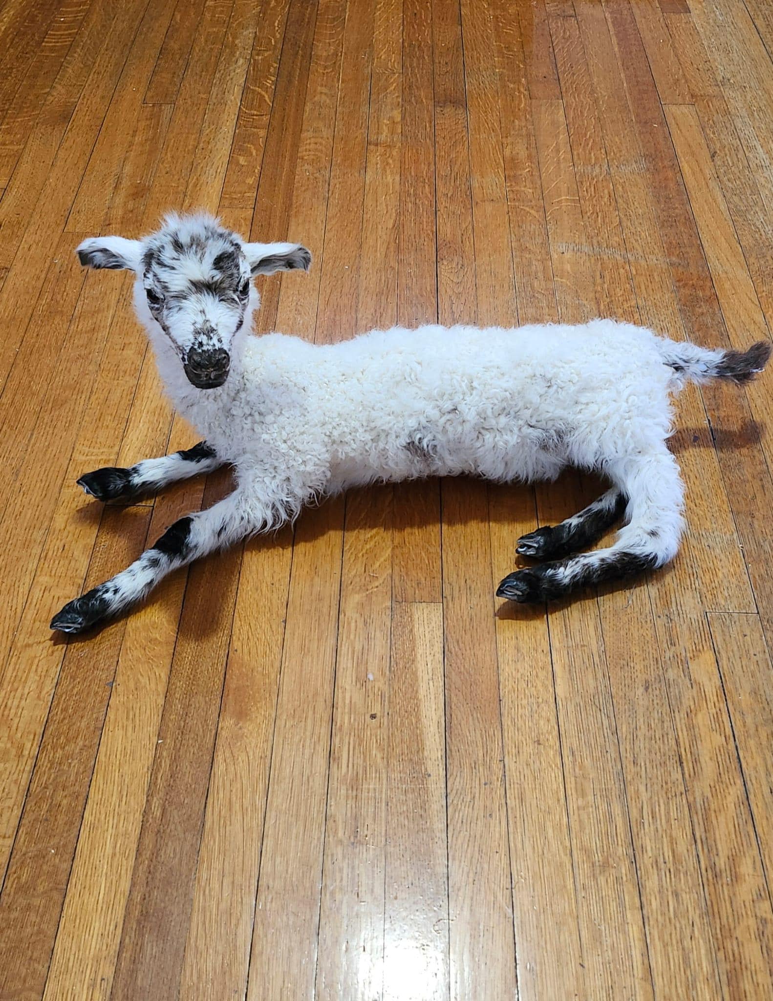Fully Posable Soft Mount Baby Lamb Taxidermy, Sheep Taxidermy - Etsy