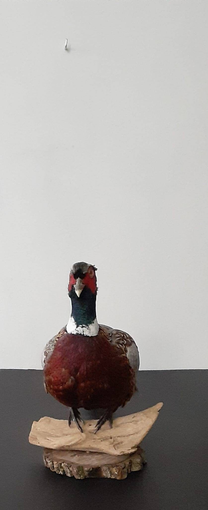 Chinese Ring Neck Pheasant Taxidermy, Bird Taxidermy - Etsy Chinese Ring Neck Pheasant Taxidermy, Bird Taxidermy - Etsy