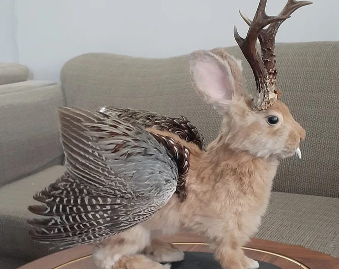Brown Wolpertinger Taxidermy Beast With Real Roe Deer Antlers and Two ...