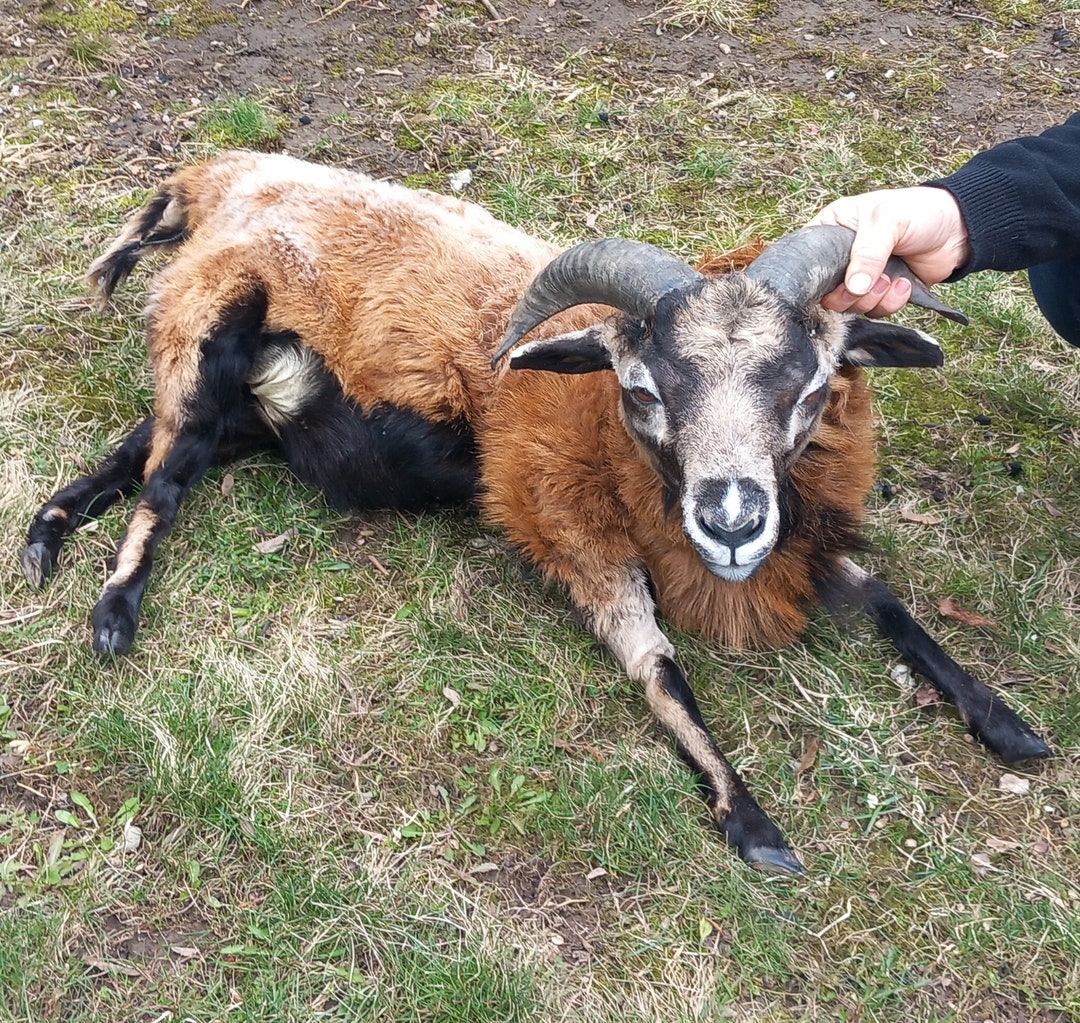 Semi Posable Soft Mount Goat Taxidermy With His Horns - Etsy