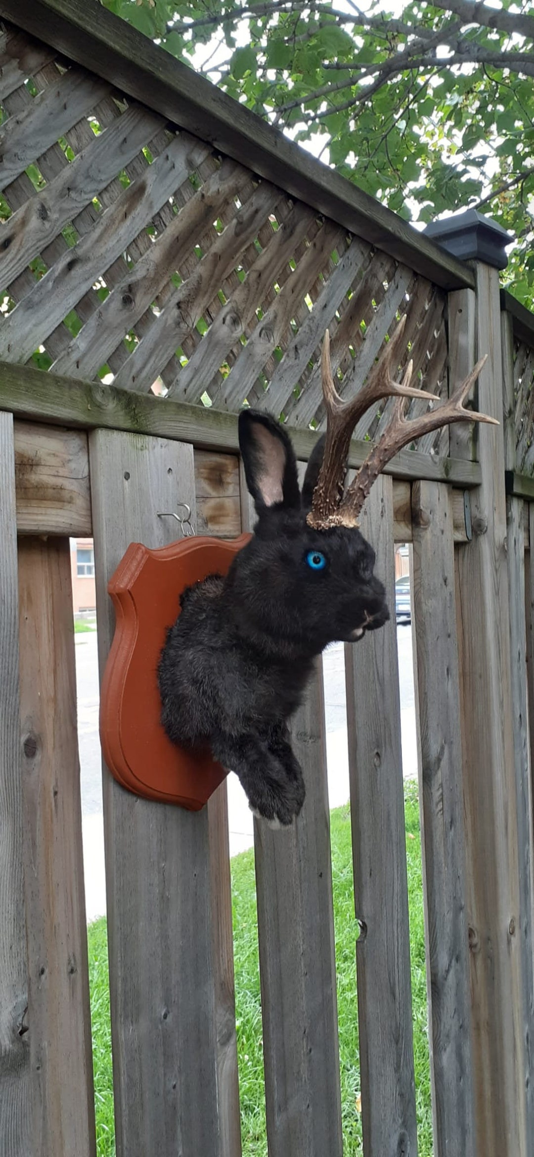 Amazing Black Jackalope Taxidermy on a Brown Wood Sheild With Real Roe ...