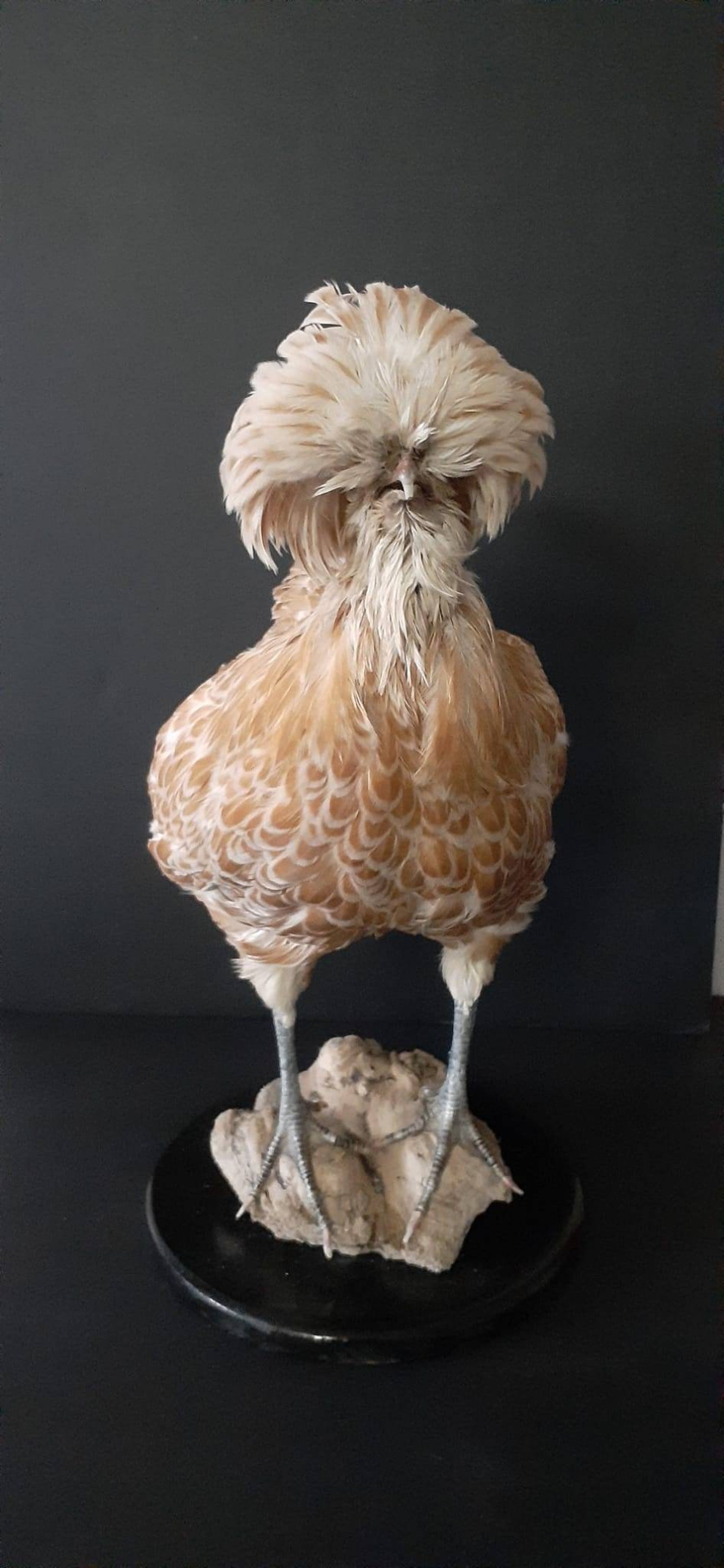 Unique Chicken Taxidermy, Bird Taxidermy, Chicken Mount - Etsy