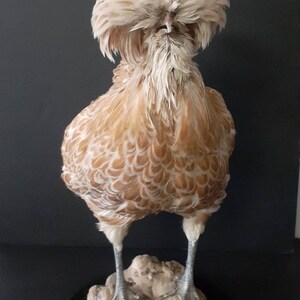 Unique Chicken Taxidermy, Bird Taxidermy, Chicken Mount - Etsy