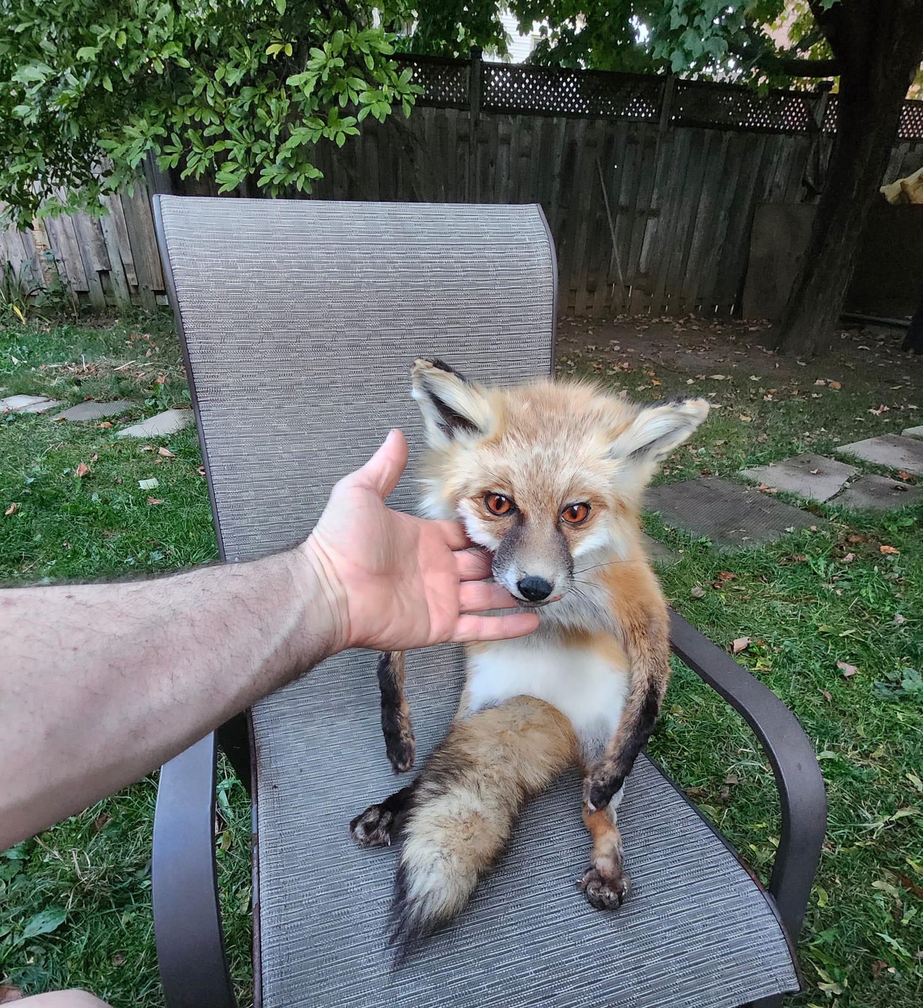 Soft Mount Red Fox Taxidermy - Etsy