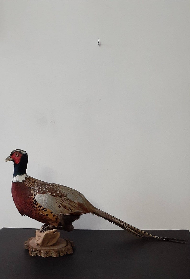 Chinese Ring Neck Pheasant Taxidermy, Bird Taxidermy - Etsy Chinese Ring Neck Pheasant Taxidermy, Bird Taxidermy - Etsy